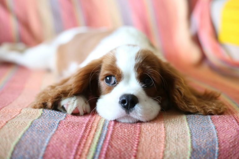 Dog Commands in Different Languages: How to Talk to Dogs Around the ...